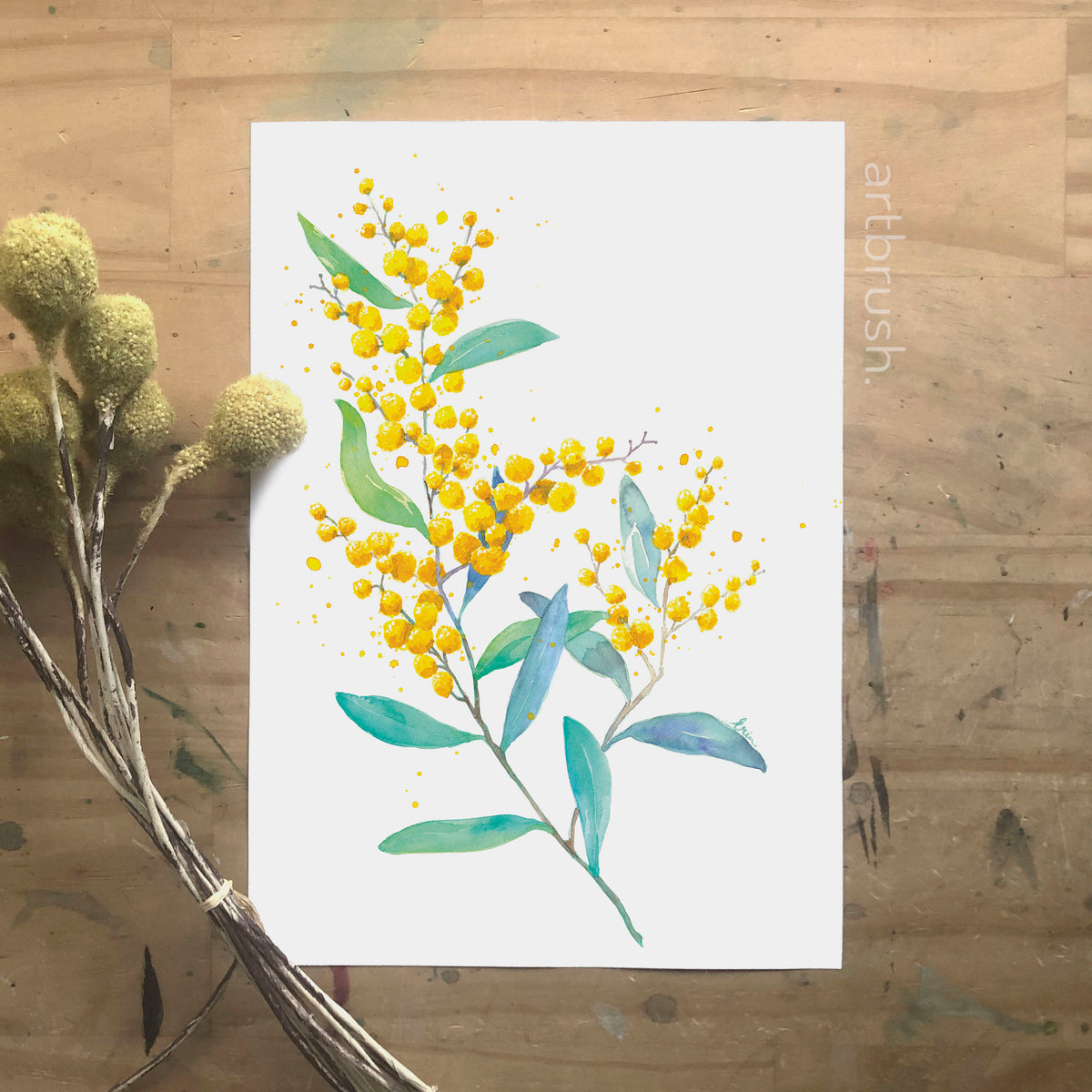 artbrush Australian Blooms Series 'Wattle' print - A3